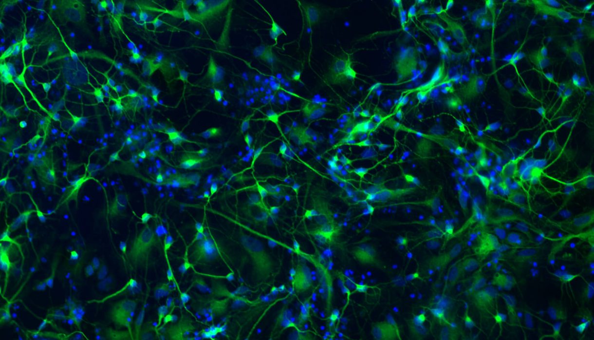 Cellular Biology – BioRep